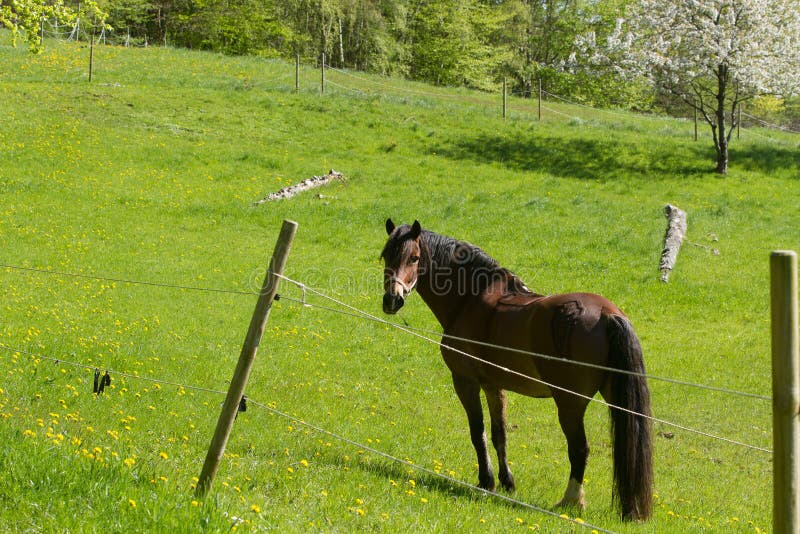 Horse Grazing on a Field in Spring in Denmark Stock Image - Image of ...