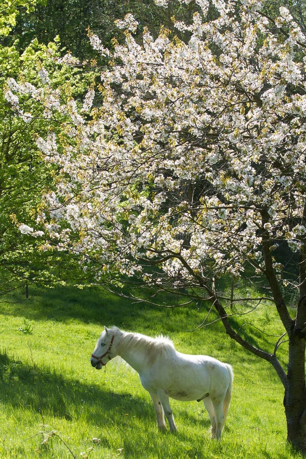 Horse Grazing on a Field in Spring in Denmark Stock Image - Image of ...