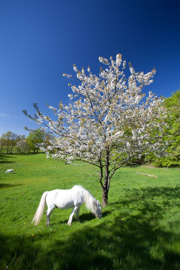 Horse Grazing on a Field in Spring in Denmark Stock Photo - Image of ...