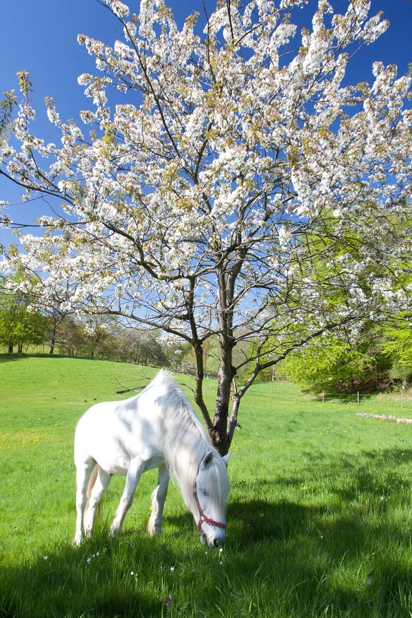 Horse Grazing on a Field in Spring in Denmark Stock Photo - Image of ...