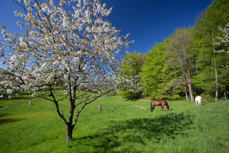 Horse Grazing on a Field in Spring in Denmark Stock Image - Image of ...