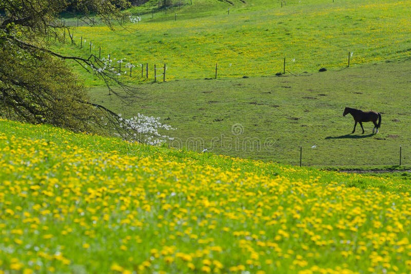 Horse Grazing on a Field in Spring in Denmark Stock Image - Image of ...