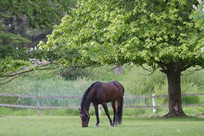 Horse Grazing on a Field in Spring in Denmark Stock Image - Image of ...