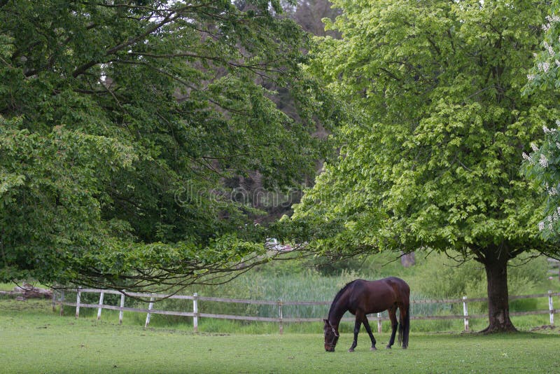 Horse Grazing on a Field in Spring in Denmark Stock Photo - Image of ...