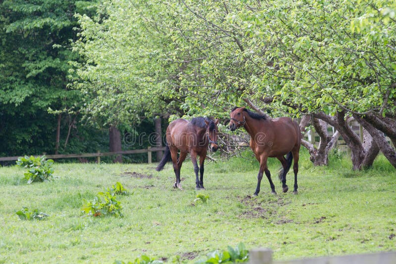 Horse Grazing on a Field in Spring in Denmark Stock Photo - Image of ...