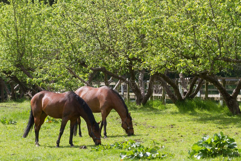 Horse Grazing on a Field in Spring in Denmark Stock Photo - Image of ...