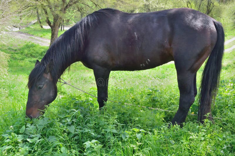 Horse Grazing in the Forest Stock Image - Image of pasturage, horses ...