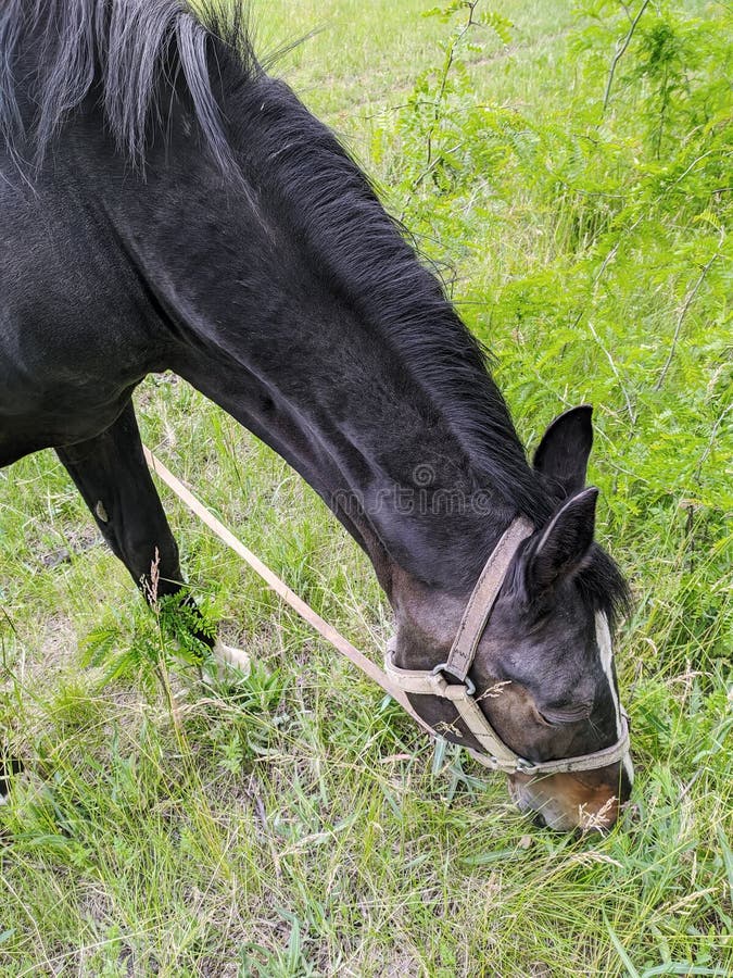 The Horse is Grazing in the Meadow Stock Photo - Image of countryside ...
