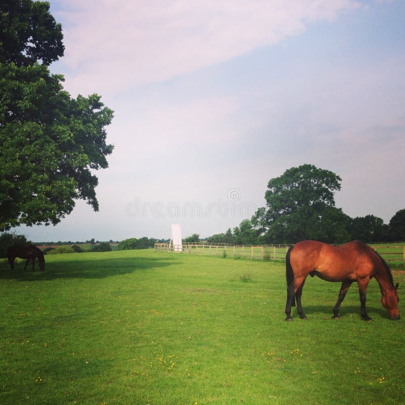 A Horse Grazing in an Open Field Stock Photo - Image of calm, open ...