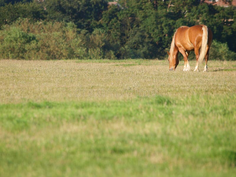 Horse Grazing in Paddock stock photo. Image of eating - 27821678