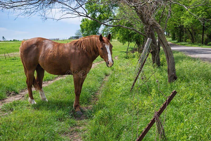 Horse Grazing in Spring Pasture Stock Image - Image of pasture, blue ...