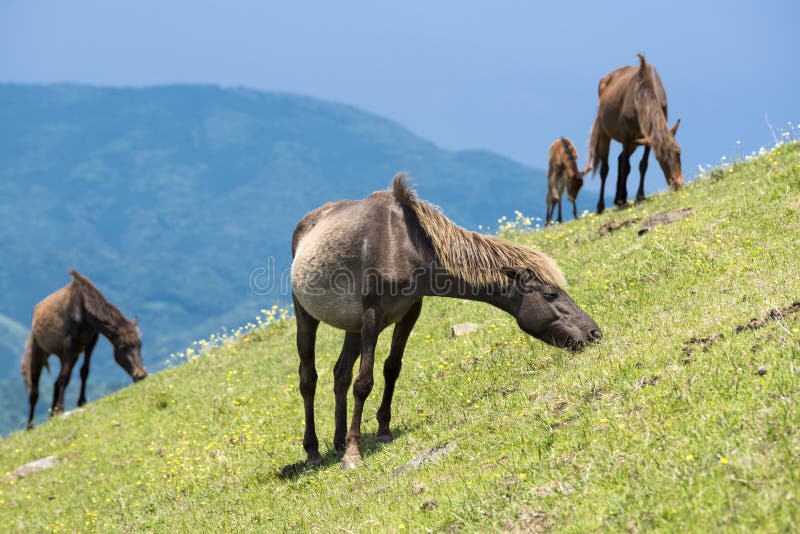 Grazing horse stock image. Image of natural, mare, mammal - 34717131