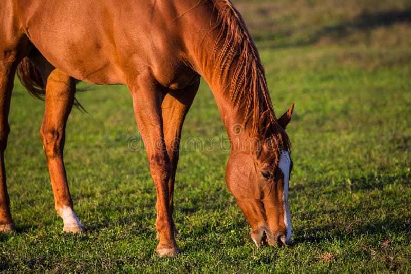 Horse grazing stock photo. Image of fence, nature, pony - 46842038