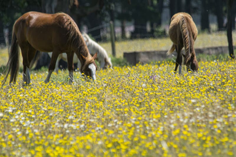 Horse Grazing on the Yellow Pasture Field Stock Image - Image of mammal ...