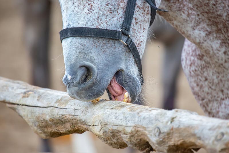 Horse Grinds His Teeth on a Tree Close-up Stock Photo - Image of ...