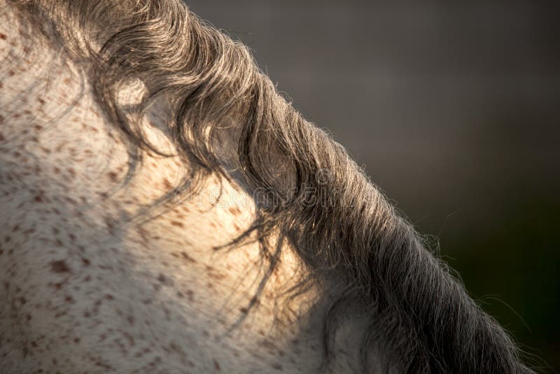 Horse hair stock image. Image of gelding, stable, hair - 97862149