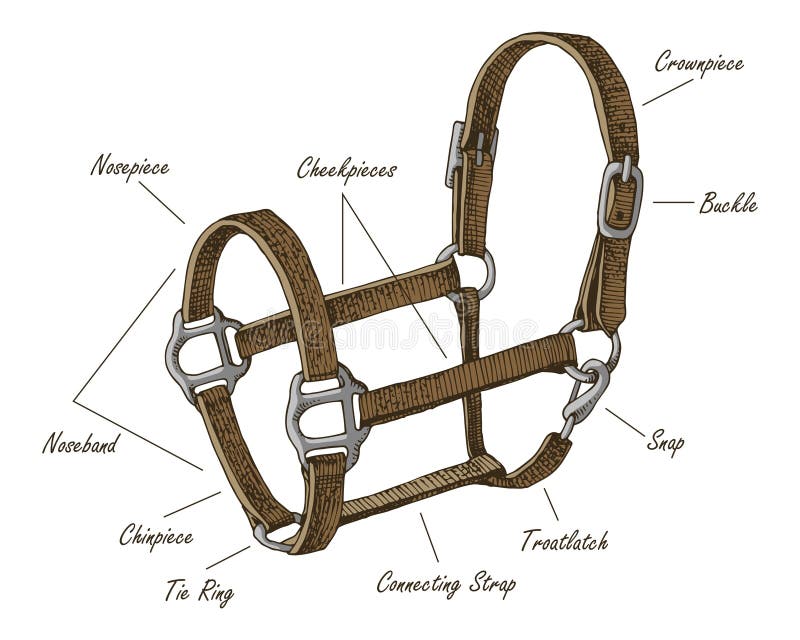 Horse Halter Parts Scheme Vector Stock Vector - Illustration of parts ...