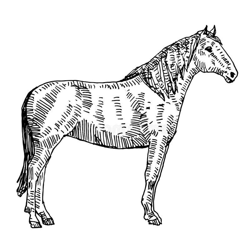 Striding horse stock vector. Illustration of hand, farm - 25194233