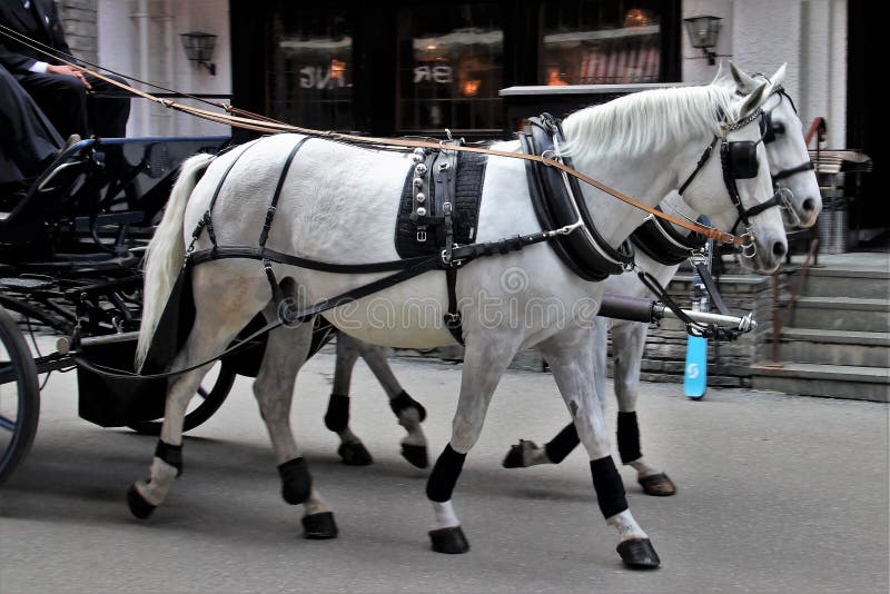 Horse Harness, Horse, Horse And Buggy, Carriage Picture. Image: 114713916