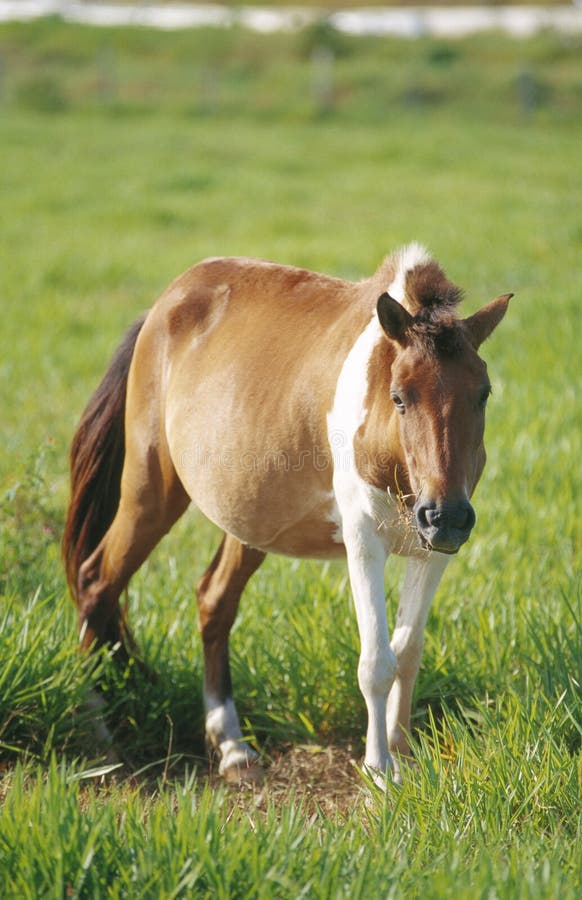 Horse stock image. Image of animal, farm, legs, wildlife - 52775355