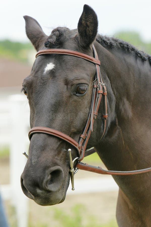 Horse head stock image. Image of animals, expression - 19904501
