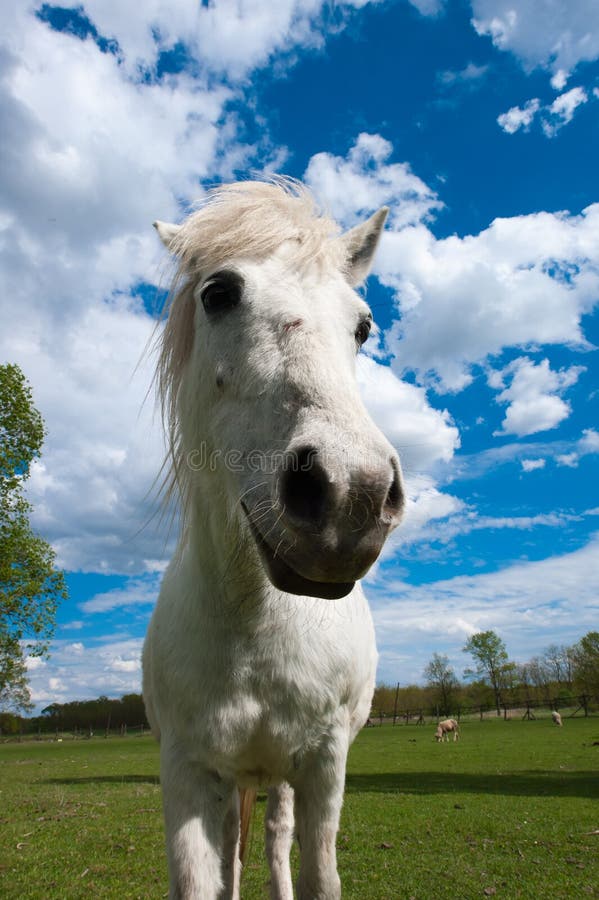 100+ Big head horse Free Stock Photos - StockFreeImages