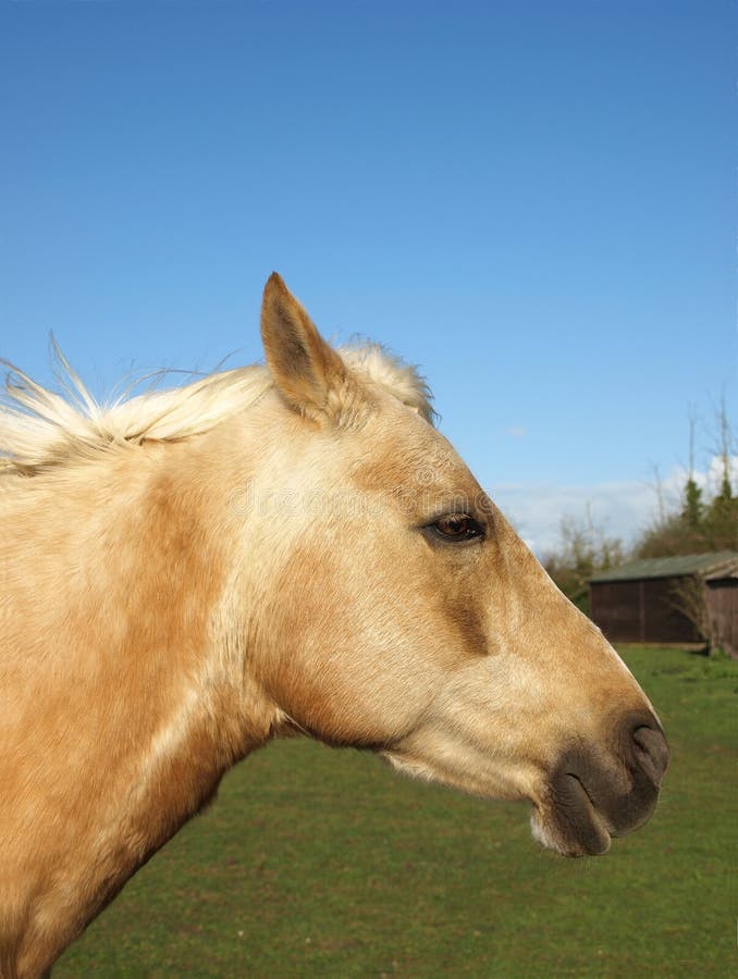 Irish Draught Horse stock image. Image of leisure, english - 25737155