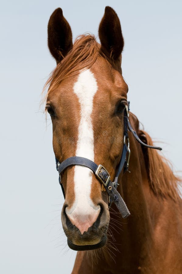 Horse head stock image. Image of head, closeup, equine - 9714157
