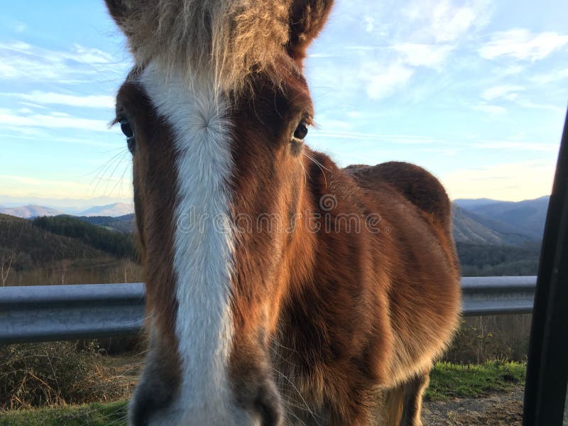 Horse head big stock image. Image of zoom, horse, mountain - 108399903