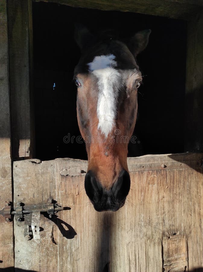 Horse Head Figure in Stableman Stock Photo - Image of wood, iron: 206837934