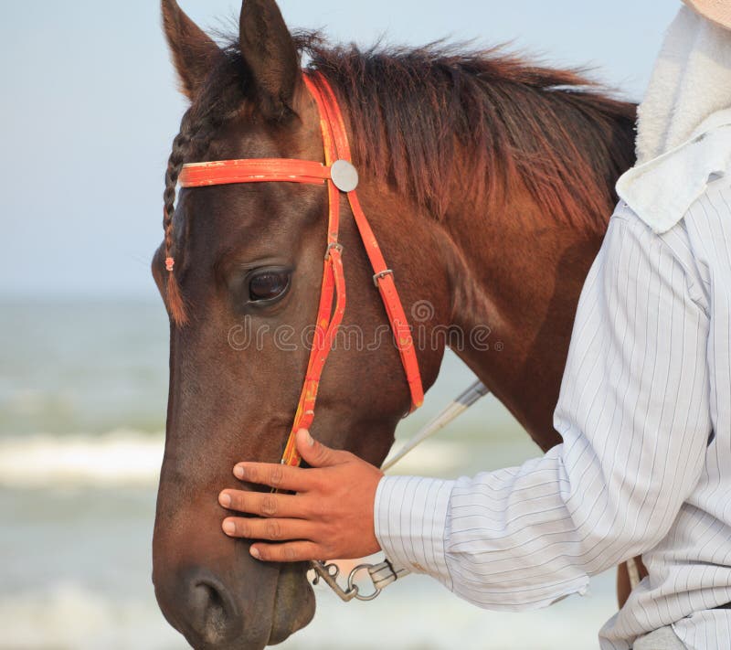 Horse head and keeper hand stock photo. Image of eyes - 42268262
