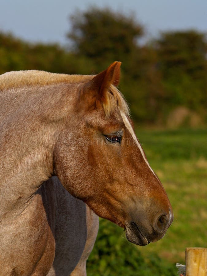 Horse Head Shot stock image. Image of roan, face, outside - 28782475