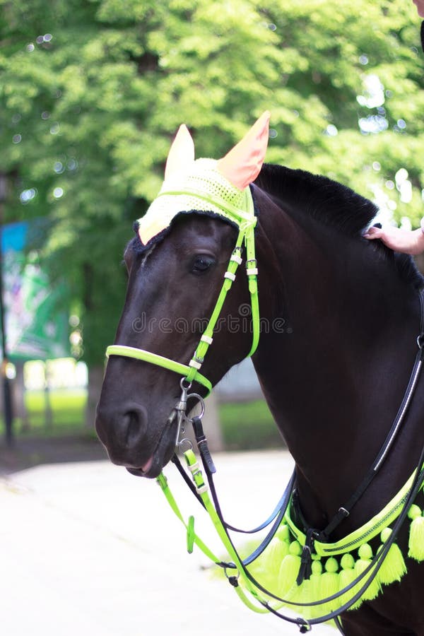 581 Thoroughbred Horse Front View Stock Photos - Free & Royalty-Free ...