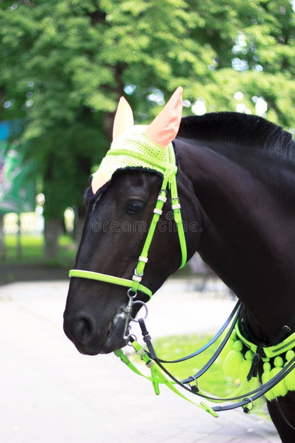 581 Thoroughbred Horse Front View Stock Photos - Free & Royalty-Free ...