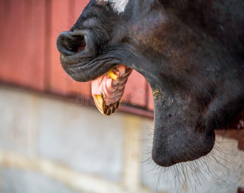 Horse Head and Teeth on a Ranch Stock Image - Image of domestic, rural ...