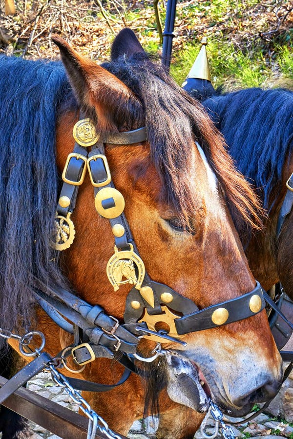 Horse Head with Traditional Harness Stock Photo - Image of farm, black ...