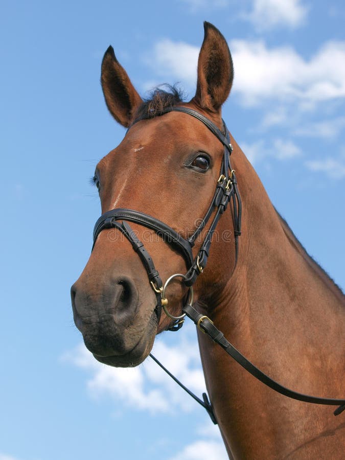 Horse Headshot stock image. Image of ears, head, equestrian - 167058659