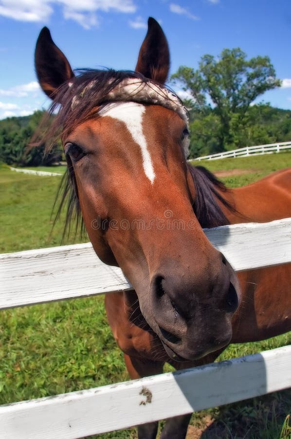 Horse Hello stock image. Image of farm, domesticated, fence - 5592893