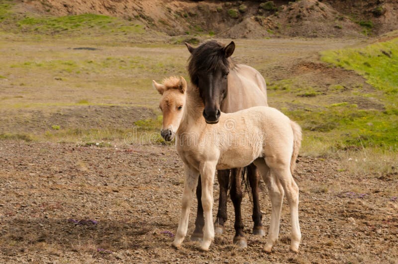 Horse and her little foal stock photo. Image of life - 121155918