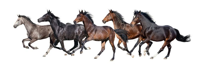 Horses Run Isolated on White Stock Photo - Image of horses, dressage ...