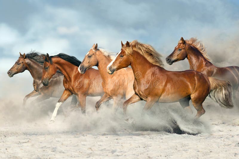 Horse Herd Galloping in Dust Stock Image - Image of color, male: 180917185