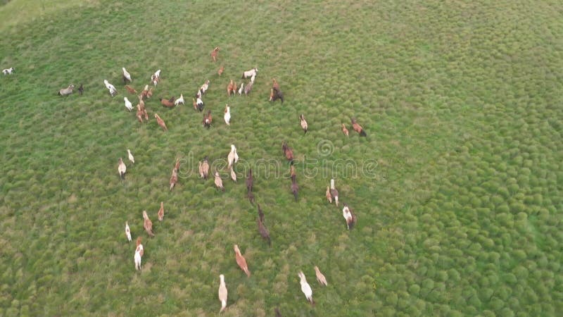 Horse Herd Run on Pasture, Aerial View Stock Video - Video of ...
