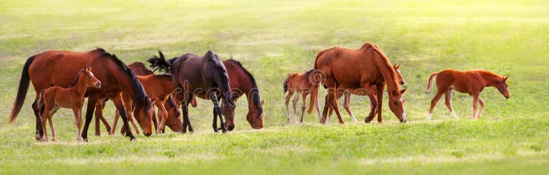 Horse herd spring stock photo. Image of mane, foal, equestrian - 69832268