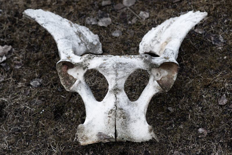 Horse Hip Bone stock photo. Image of structure, imagination - 217496588