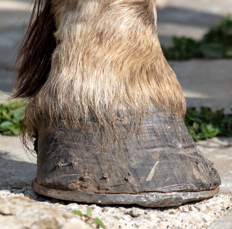 Horse Hooves on the Asphalt Stock Image - Image of detail, legend ...