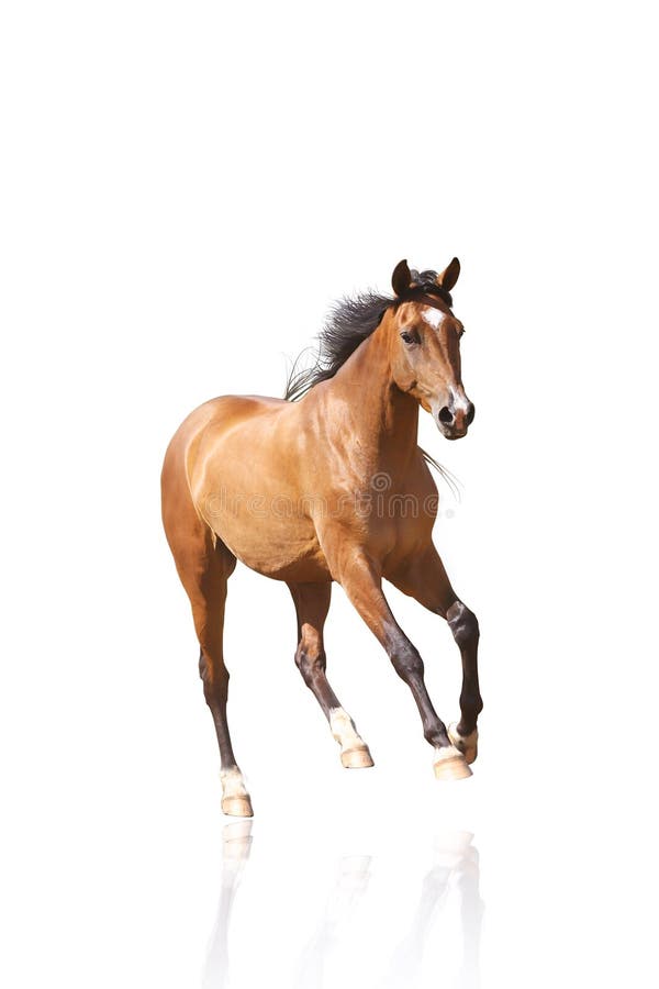 Horse isolated stock image. Image of forward, emotions - 12135617