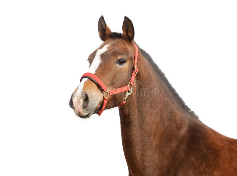 Horse isolated stock photo. Image of horse, domestic, power - 6633096