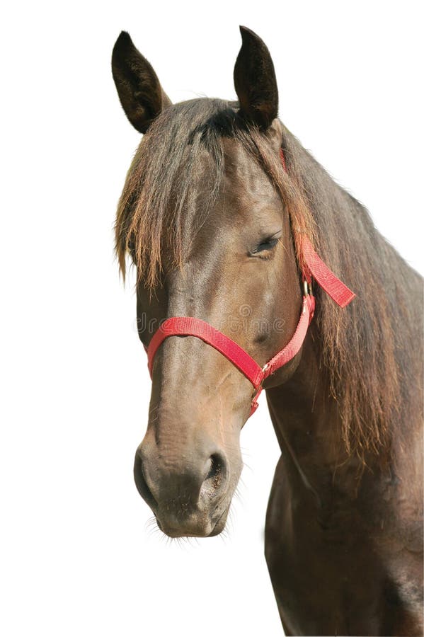 Isolated horse stock image. Image of horse, brown, head - 14862185