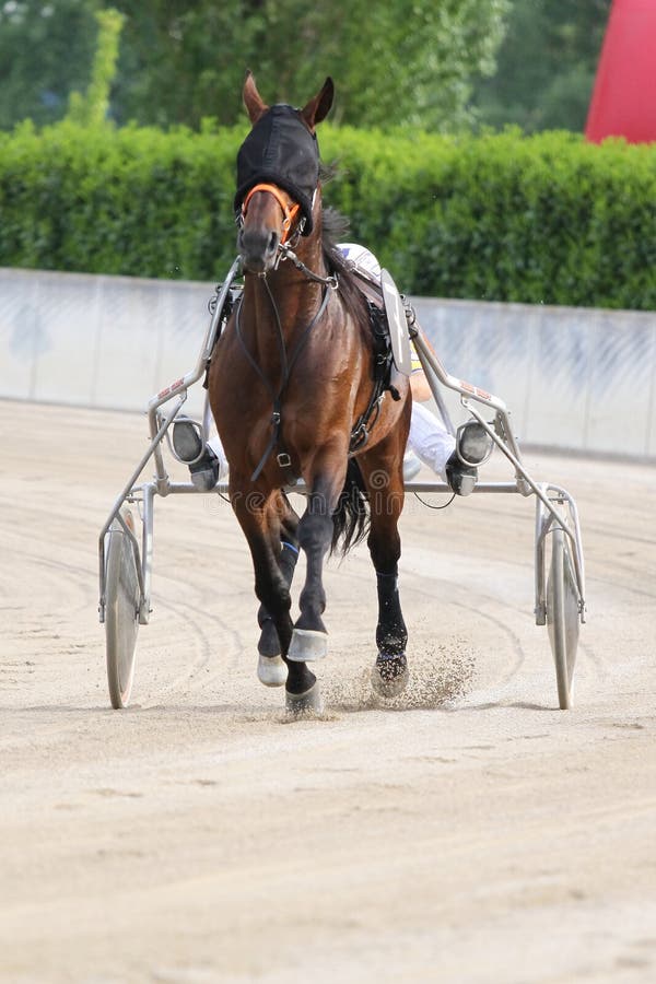 Horse. Equestrian Sport. Trotter Race. Jockey. Harness Racing ...