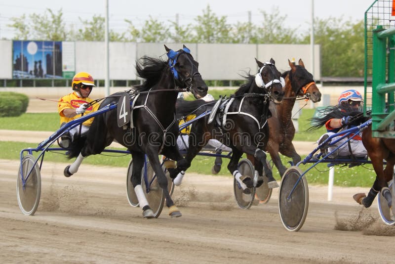 Horse Italian racing editorial photo. Image of handicap - 14105951